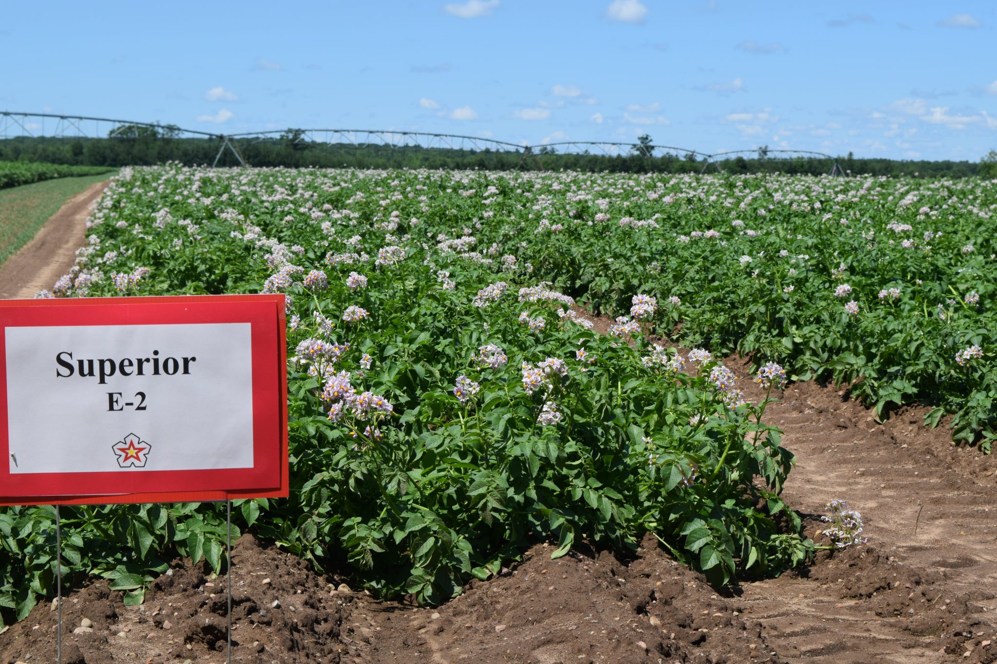 Photo Gallery – WI Seed Potato Cert. Program