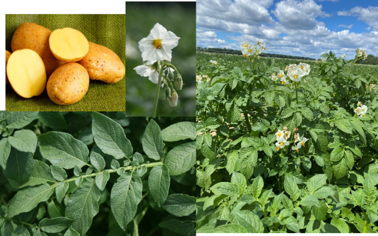 German Butterball fact Sheet – WI Seed Potato Cert. Program
