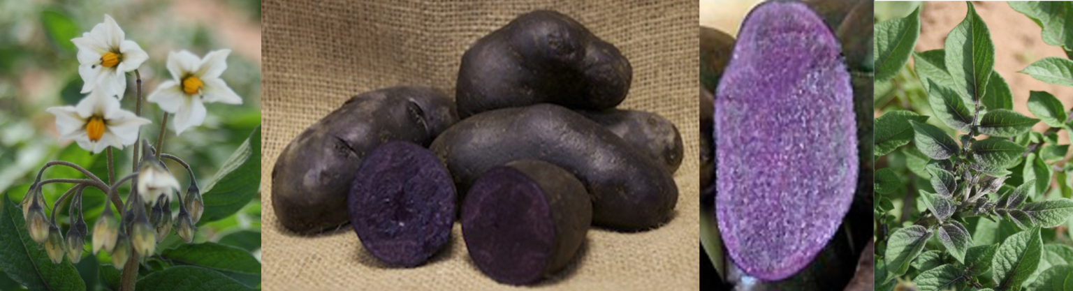 Magic Molly fact Sheet – WI Seed Potato Cert. Program