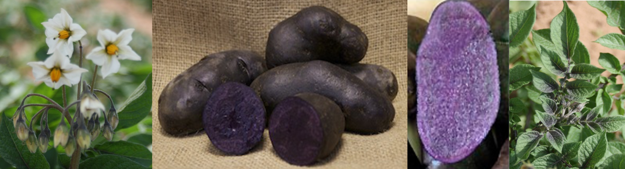 Magic Molly fact Sheet – WI Seed Potato Cert. Program