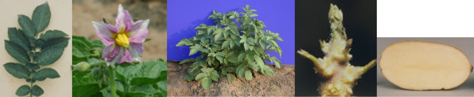 Umatilla Russet Fact Sheet – WI Seed Potato Cert. Program