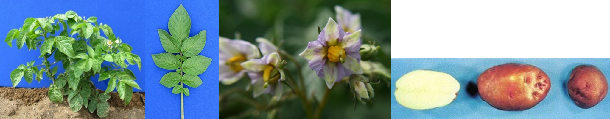 Viking Fact Sheet – WI Seed Potato Cert. Program